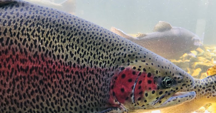 BaitRageous: Table Rock Fish Hatchery