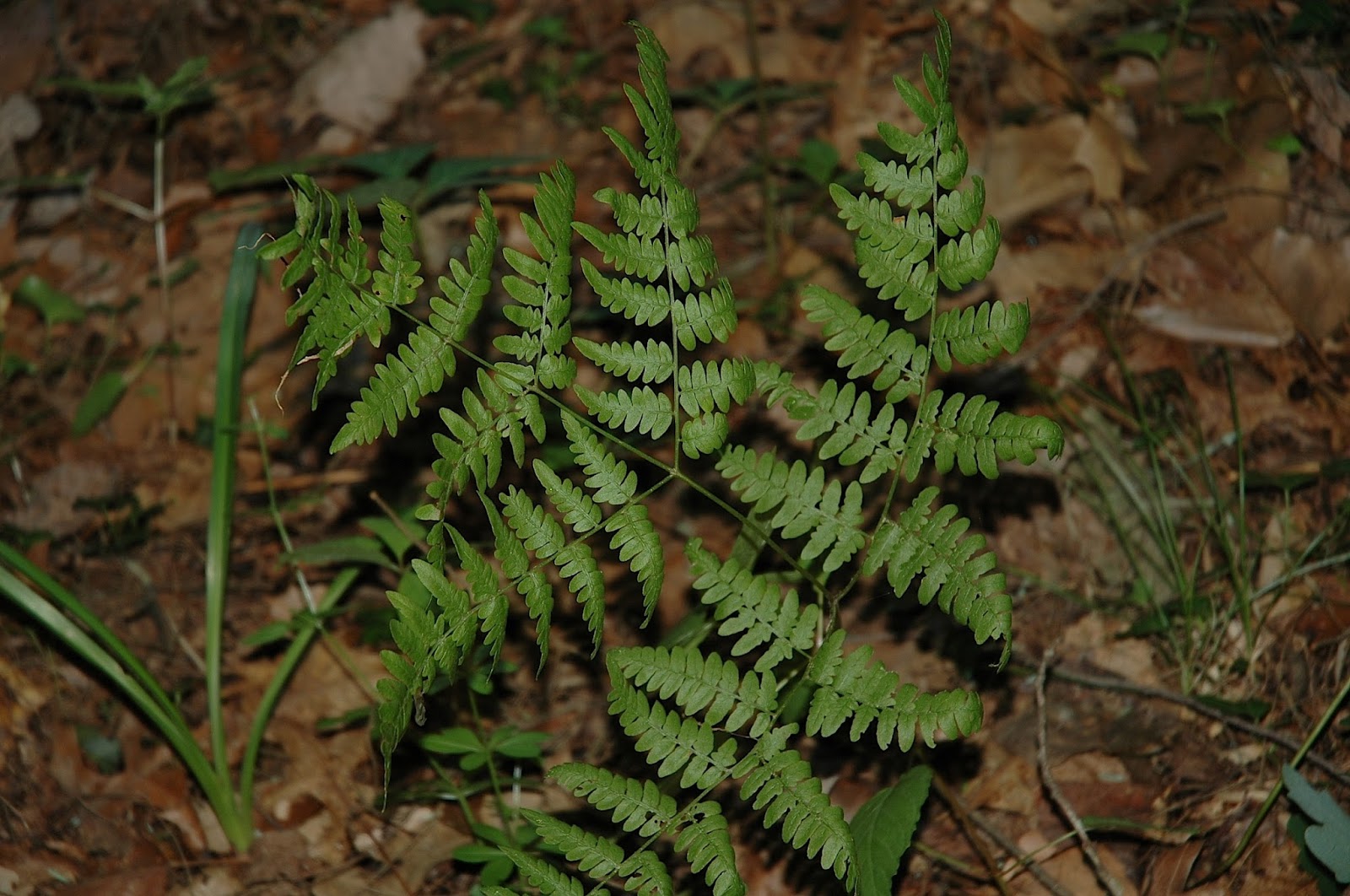Field Biology in Southeastern Ohio: A Few More Ferns