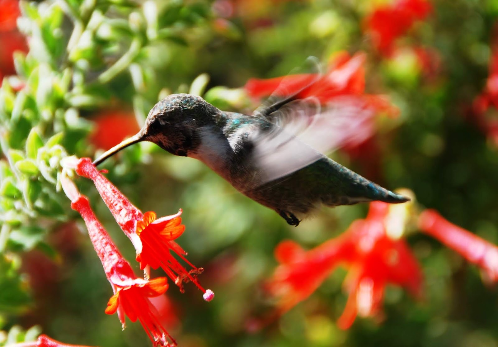 How To Make Your OWN HUMMINGBIRD FOOD RECIPE Berita Hangat how-to-make-your-own-hummingbird-food-recipe-berita-hangat