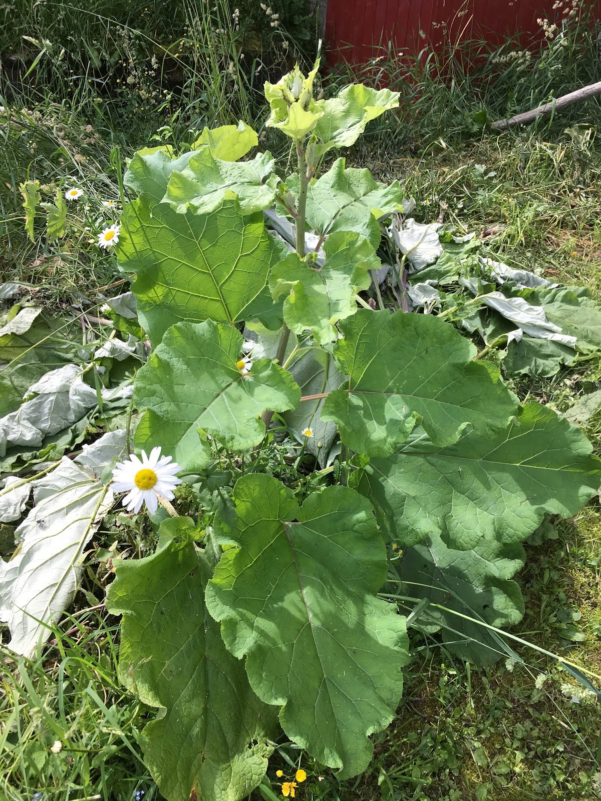 Planter i bestemors hage: Ugress