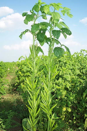 GUAR GUM INFORMATION AND GUAR GUM CULTIVATION IN INDIA: GUAR PHOTO GALLERY