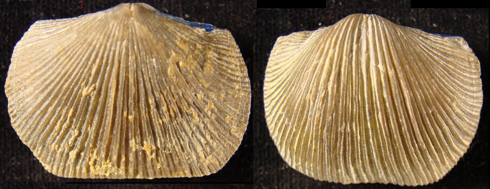 Spineless Wonders: Bivalves vs. Brachiopods: External differences