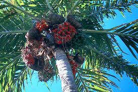 PLAAN : CHONTA - Bactris gasipaes