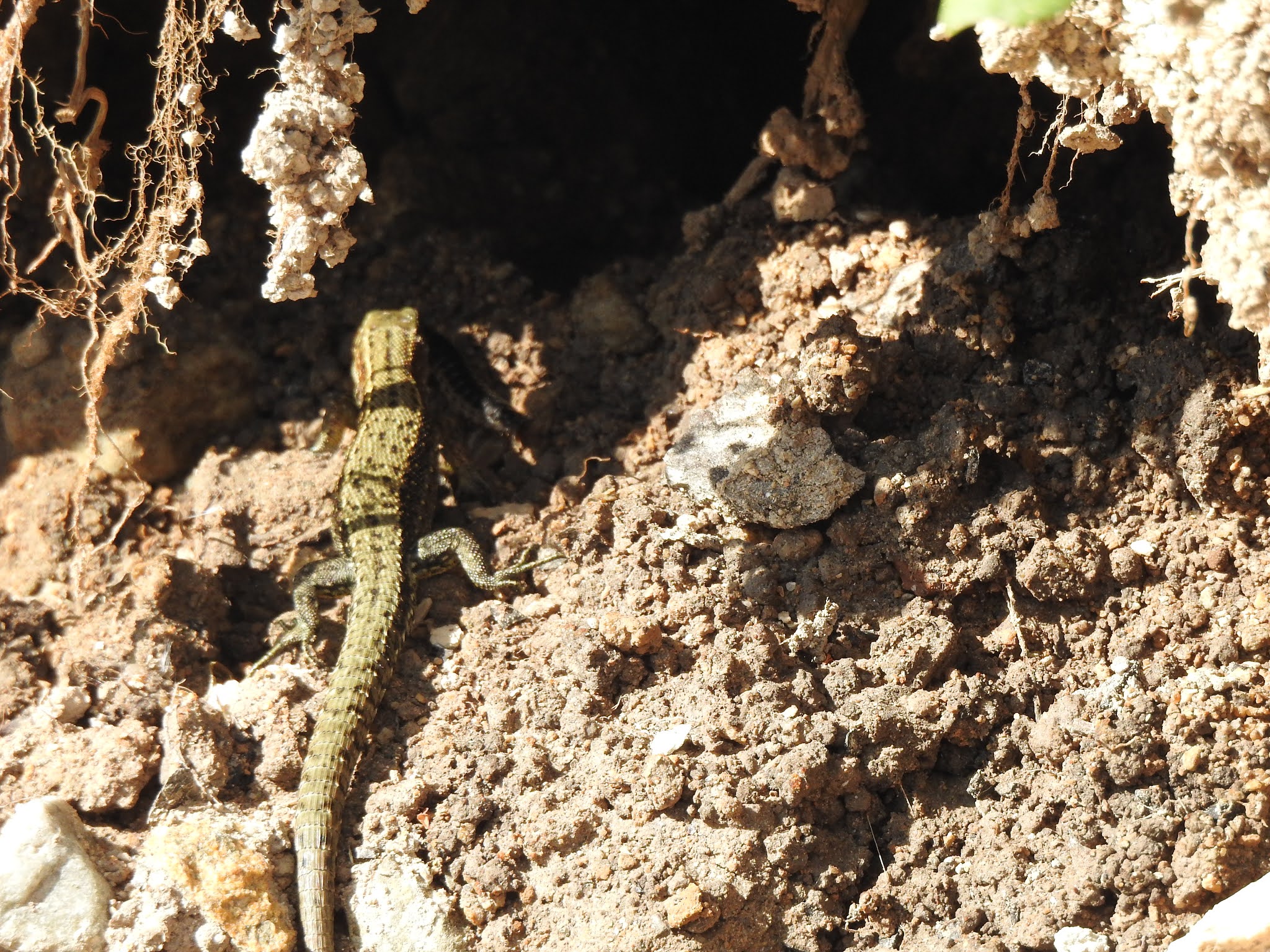 PASARI DIN ROMANIA: REPTILE ( 2 ), Soparle