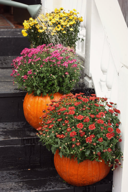 How To: Fall Pumpkin Planters | 17 Apart