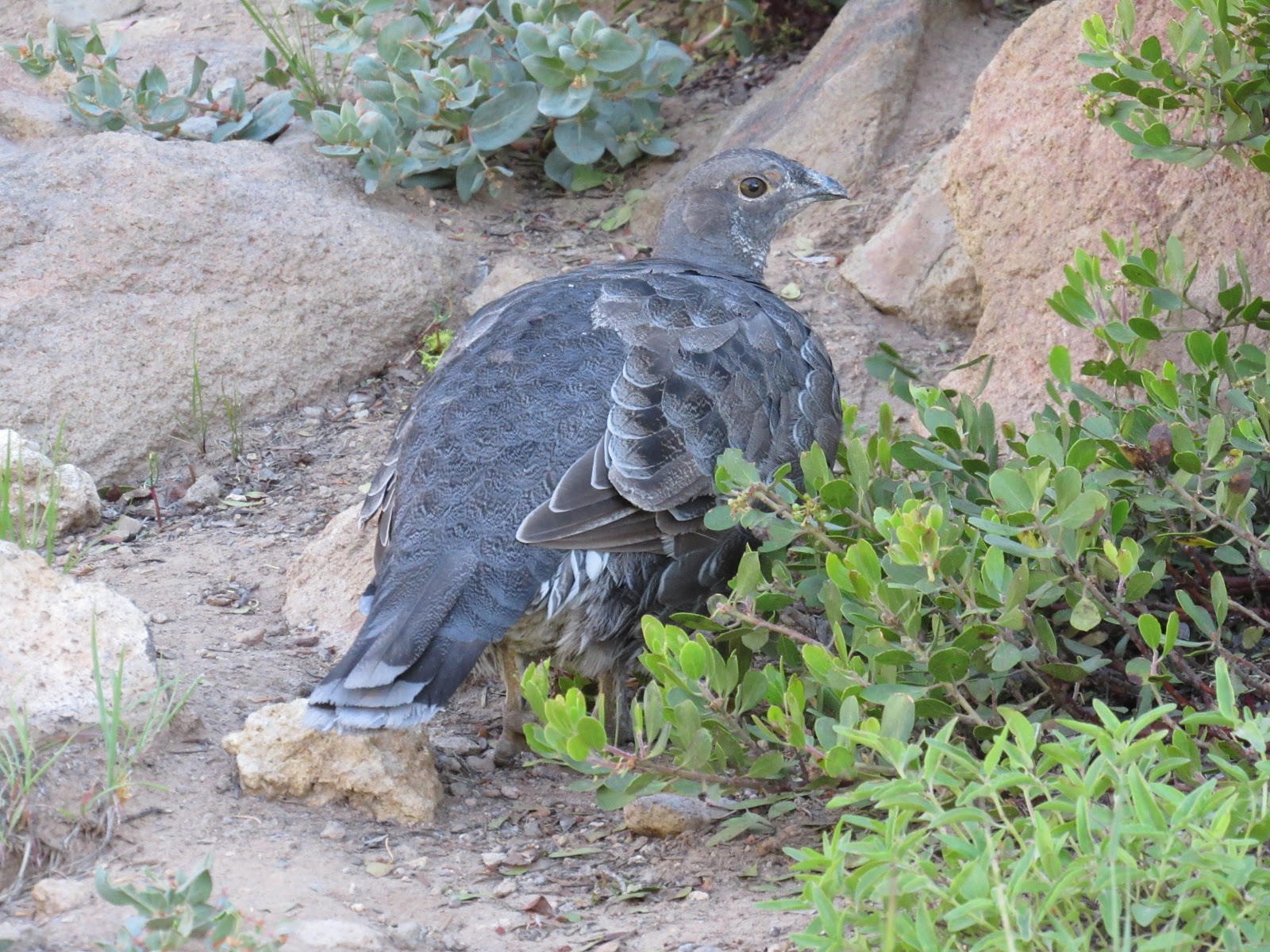 Wings and Daydreams: Sooty Grouse ☼ Lassen Volcanic National Park