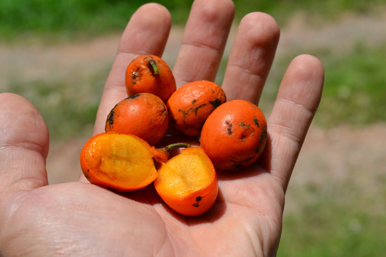 Imbe - Garcinia livingstonei