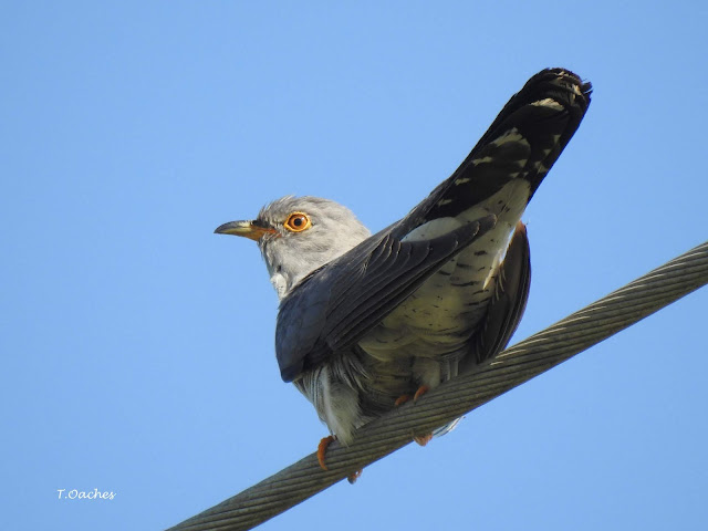 PASARI DIN ROMANIA: CUCUL (1), Cuculus canorus