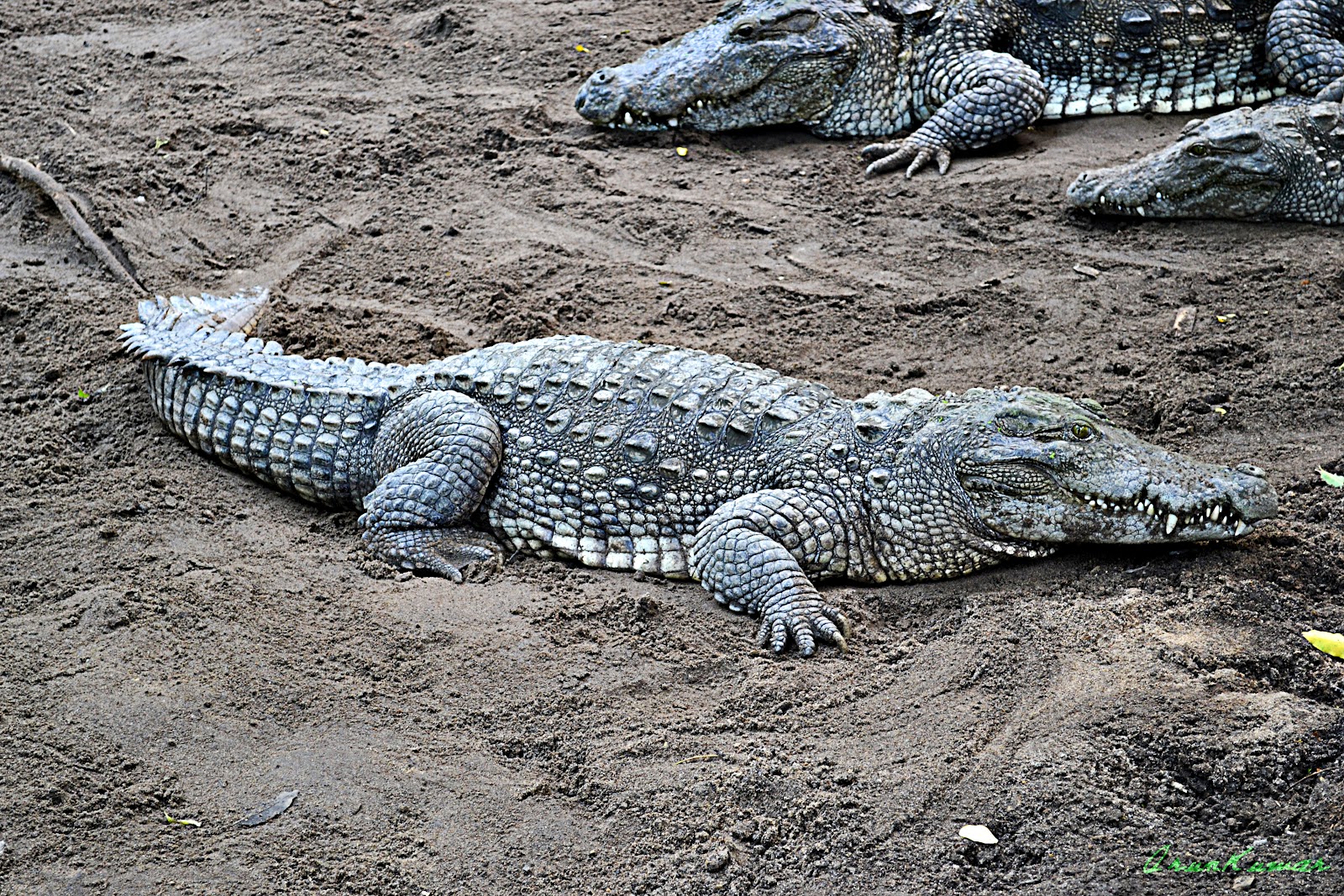 The Light Capturer - Arun Kumar V: The Madras Crocodile Bank Trust and ...