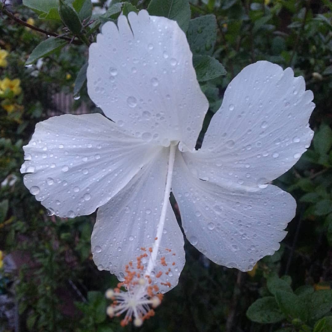 SUMBER ILHAM: BUNGA RAYA PUTIH DAN KHASIAT