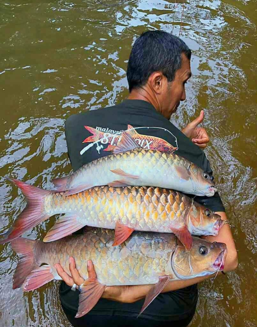 Tajuddin Mohd Ali: IKAN FRESH DARI GERIK AKAN BERADA DI KL!