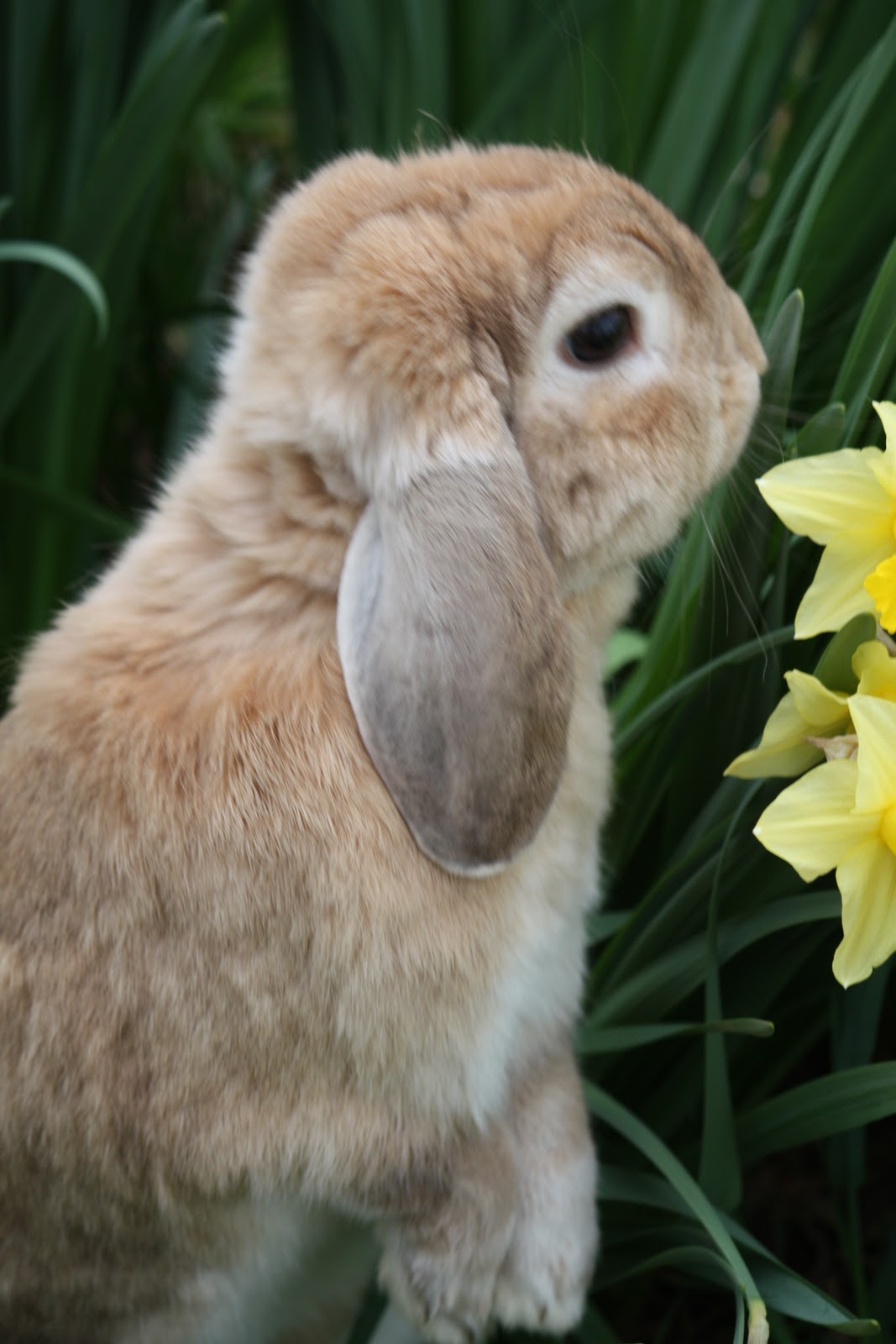 BYE BYE BUNNY – The Runaway Bunny and We say Goodbye to Peaches The ...