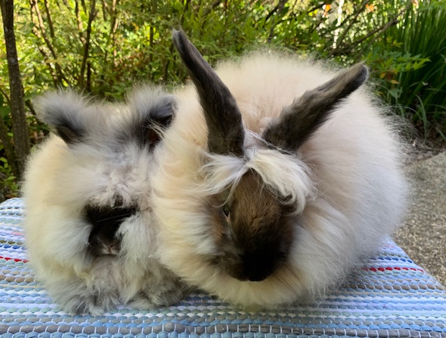 Black English Angora Rabbit