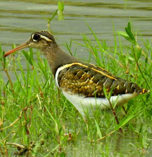 Greater painted-snipe photos | Birds of India | Bird World