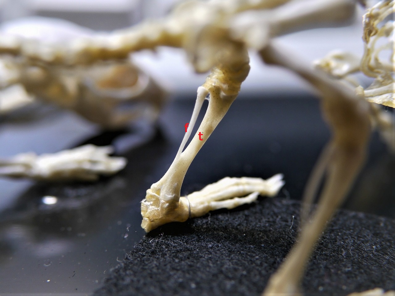 故有事: 脛骨と腓骨③ Tibia and fibula of Mouse