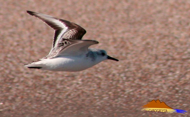 EL CABOGATISTA: EL PLAYERITO BLANCO