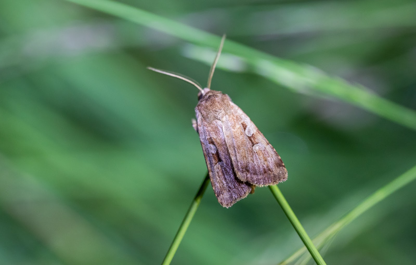 The Montgomeryshire Moth Group Blog: August 2019