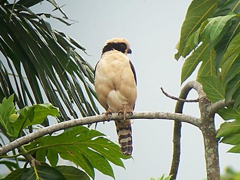 ECOSISTEMAS DE COSTA RICA: BOSQUE TROPICAL HÚMEDO PREMONTANO