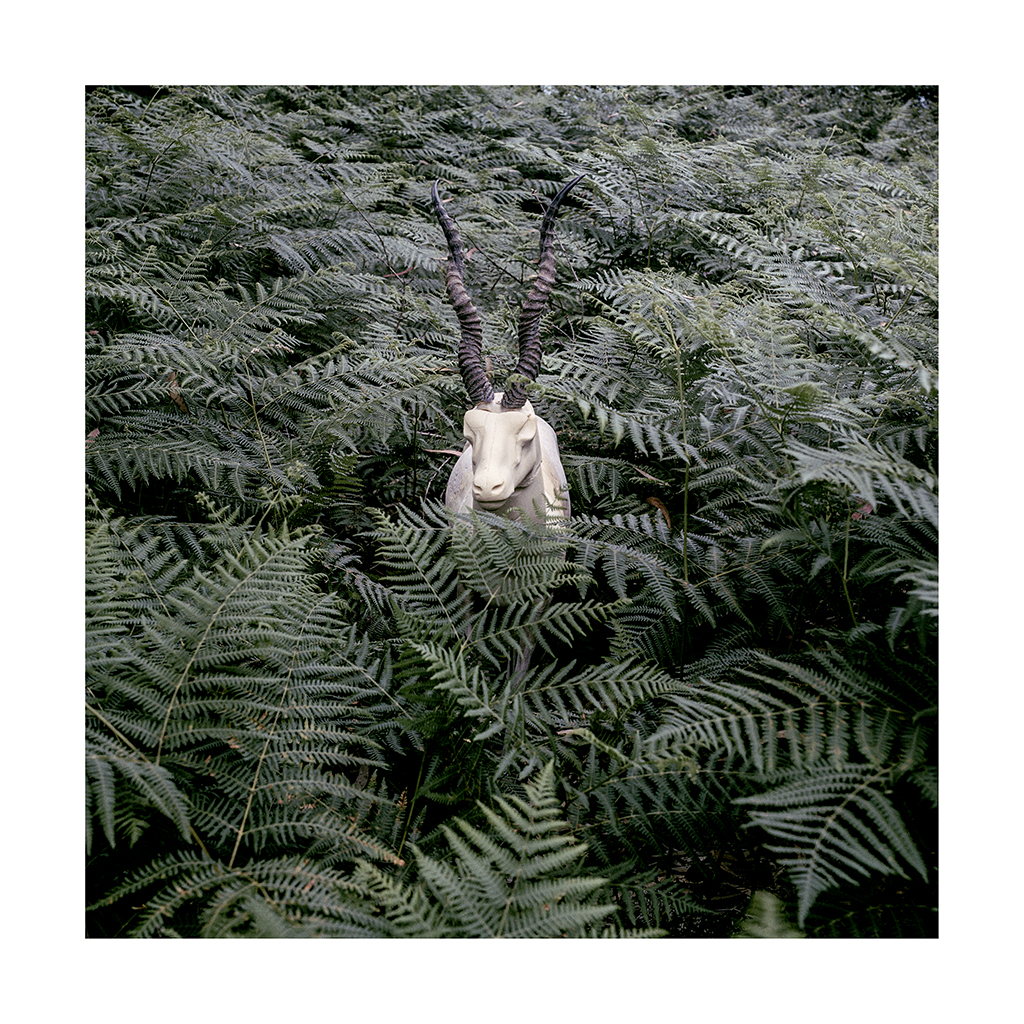 EL ANIMAL INVISIBLE: Mariana Lopes vuelve al Limbo.