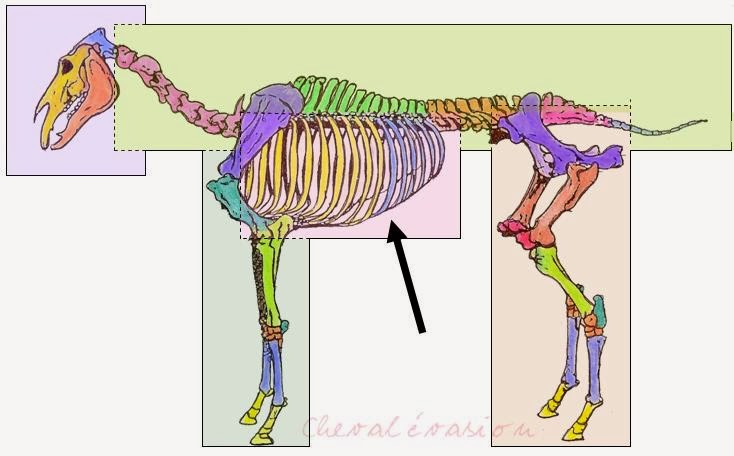 Cheval évasion: Le squelette du cheval