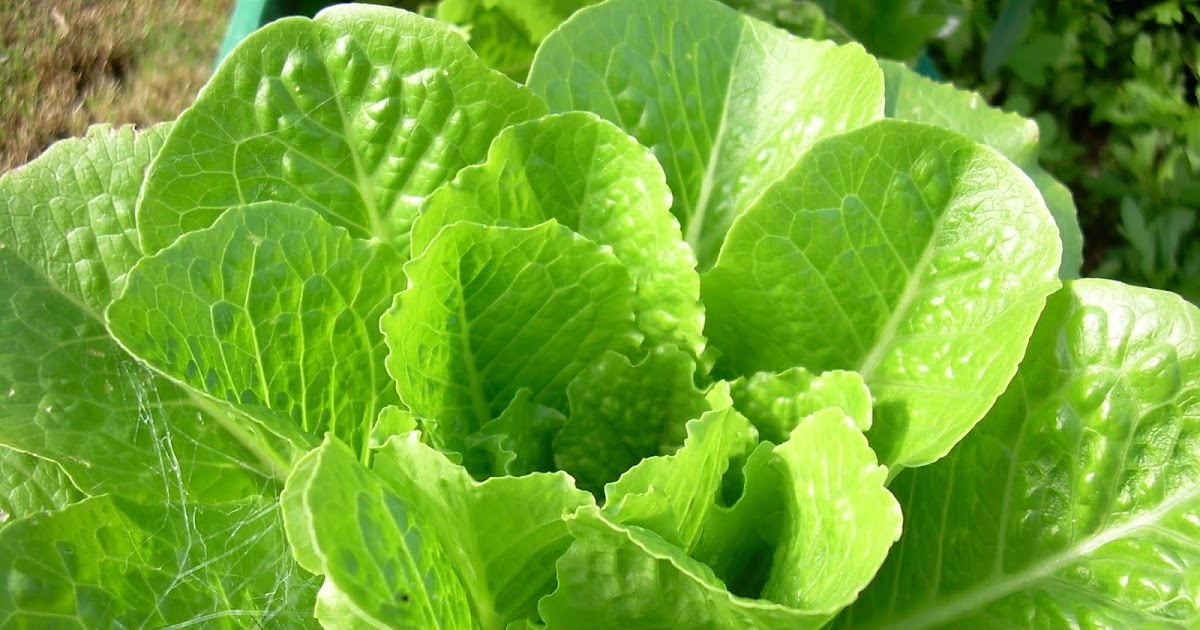 Ingin Menanam Sawi dalam Botol Bekas? Ikuti Langkah-langkah Berikut ...