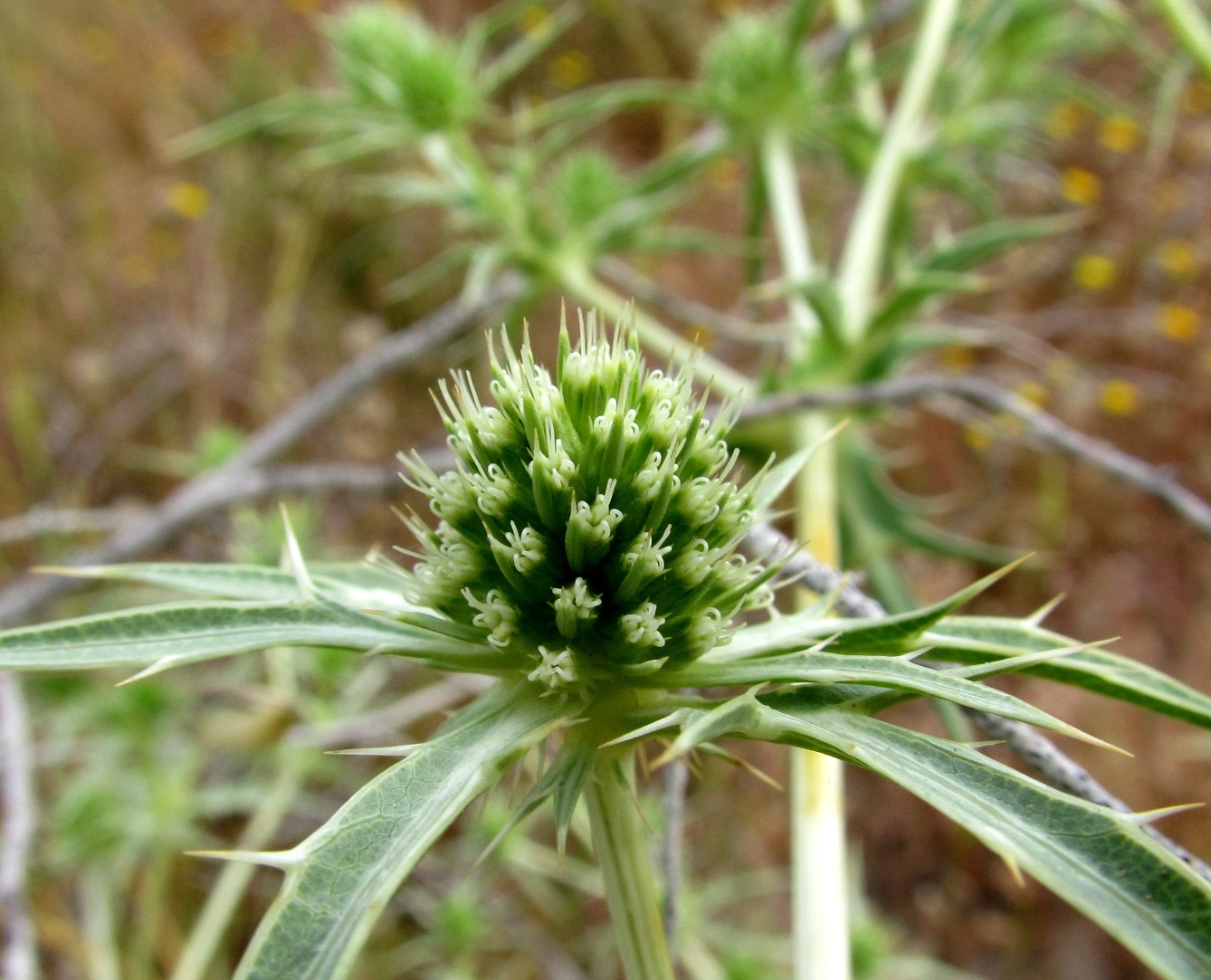 REFLEXIONES: junio 2017