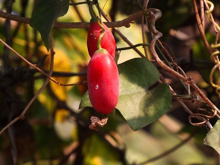 Shri Lalitha Sahasranama Explanations: February 2020