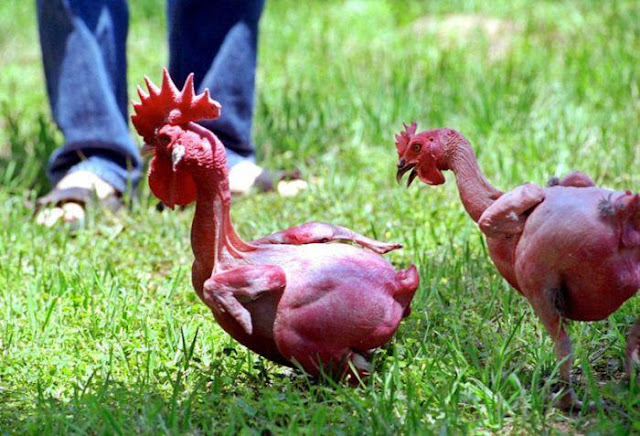 World&General Knowledge: Featherless Chicken