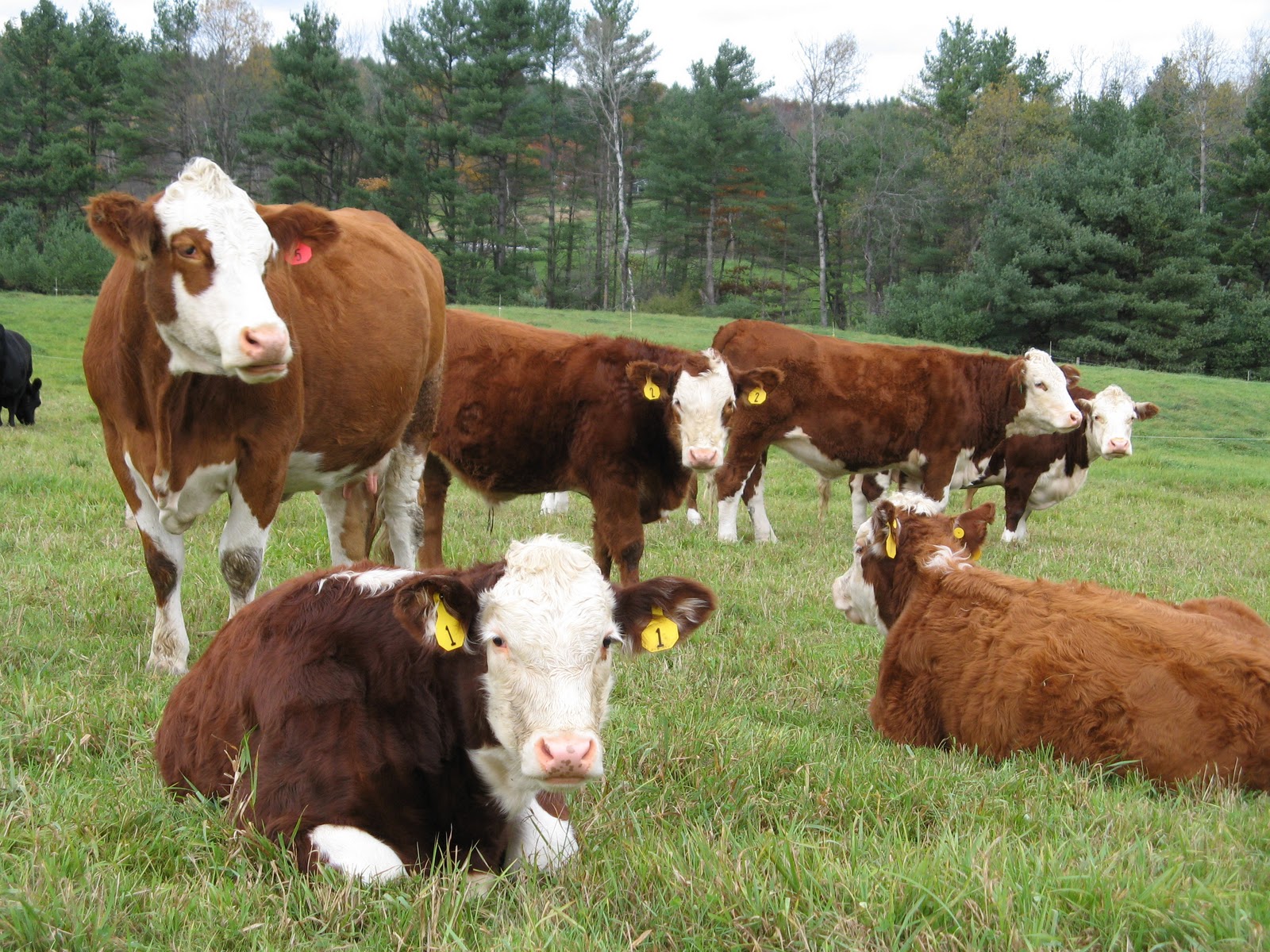 Animal Instinct: Friday With Cows