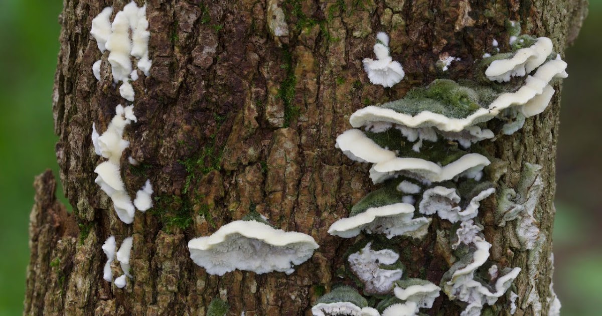 Springfield Plateau: The Fungus and the Wasps