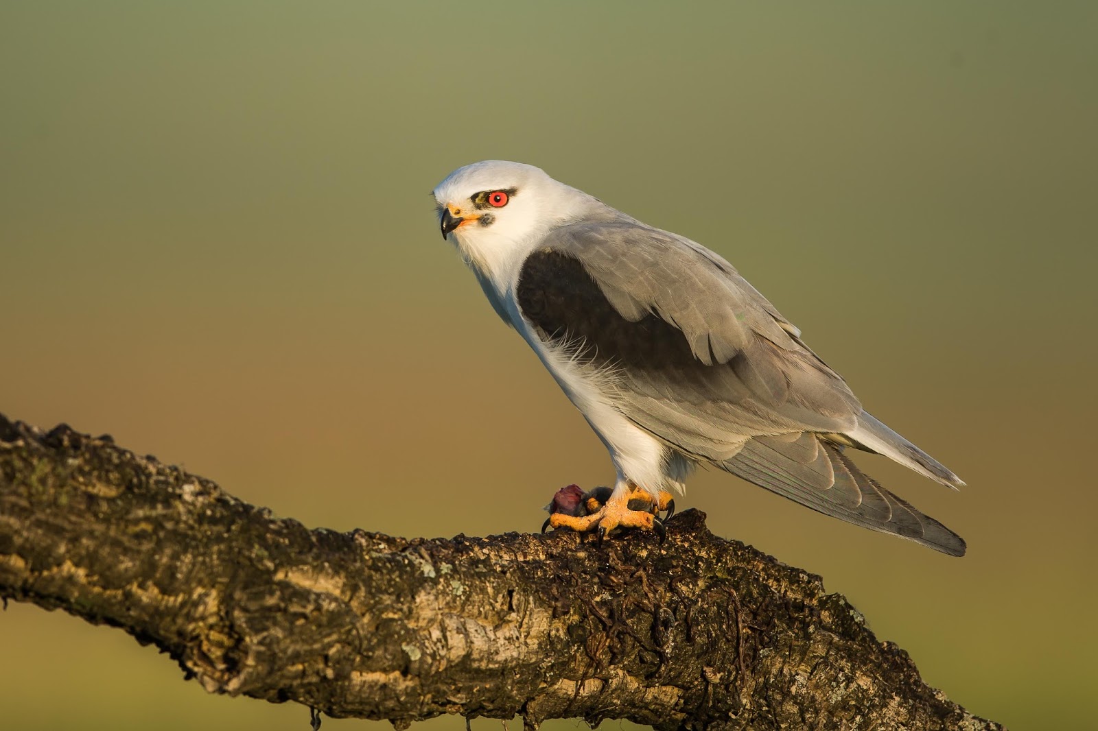 ELANIO AZUL - Elanus Caeruleus | Observatorio de la Naturaleza
