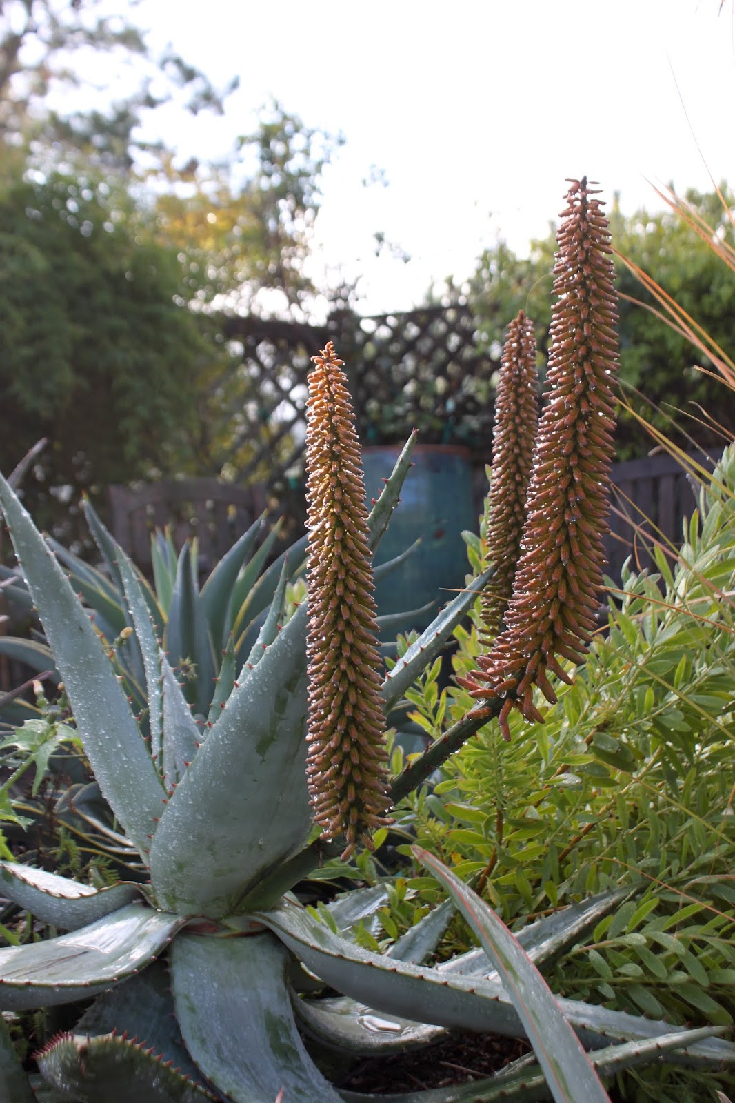 Emerging Fall Aloe Inflorescences