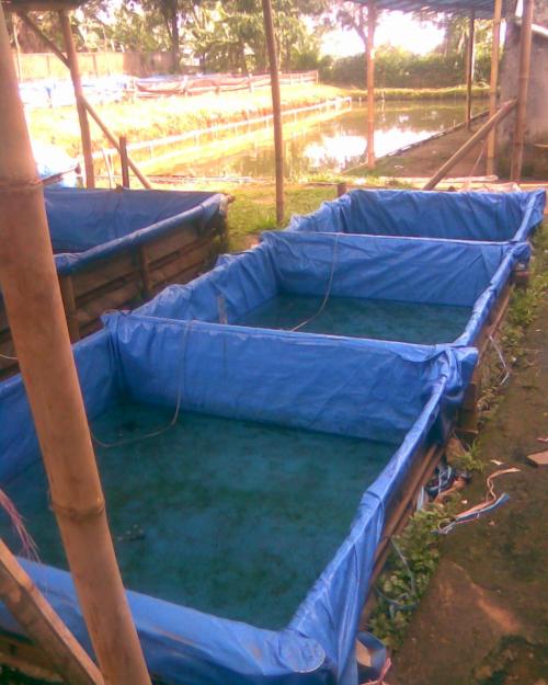 Cara Budidaya Lele Sangkuriang Di Kolam Terpal ~ Sukacai