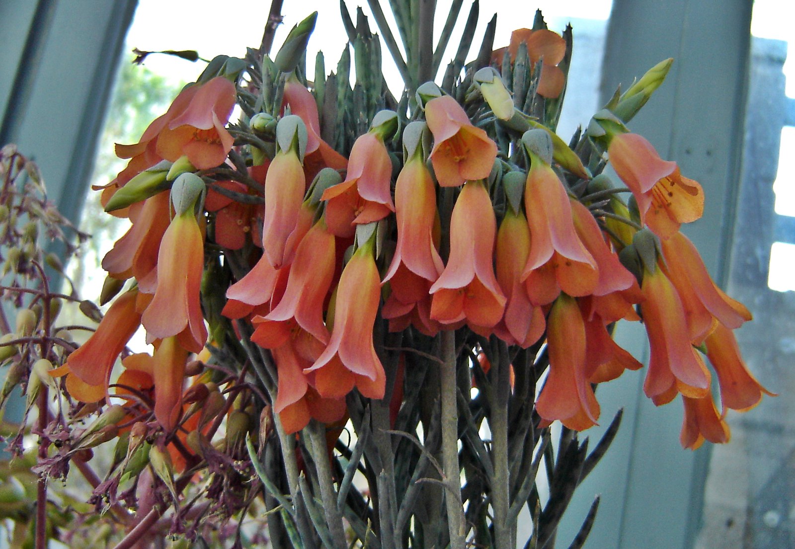 Kalanchoe delagoensis - Chandelier plant care and culture | Travaldo's blog