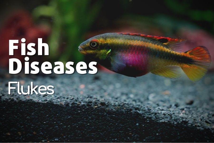 Gill Flukes - Body flukes - Παράσιτα στο σώμα και στα βράγχια