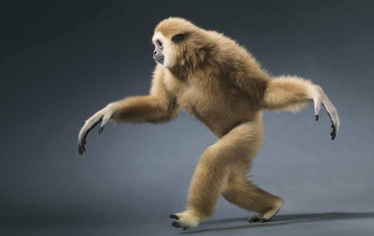Tim Flach Photography | Graphic Design Blog