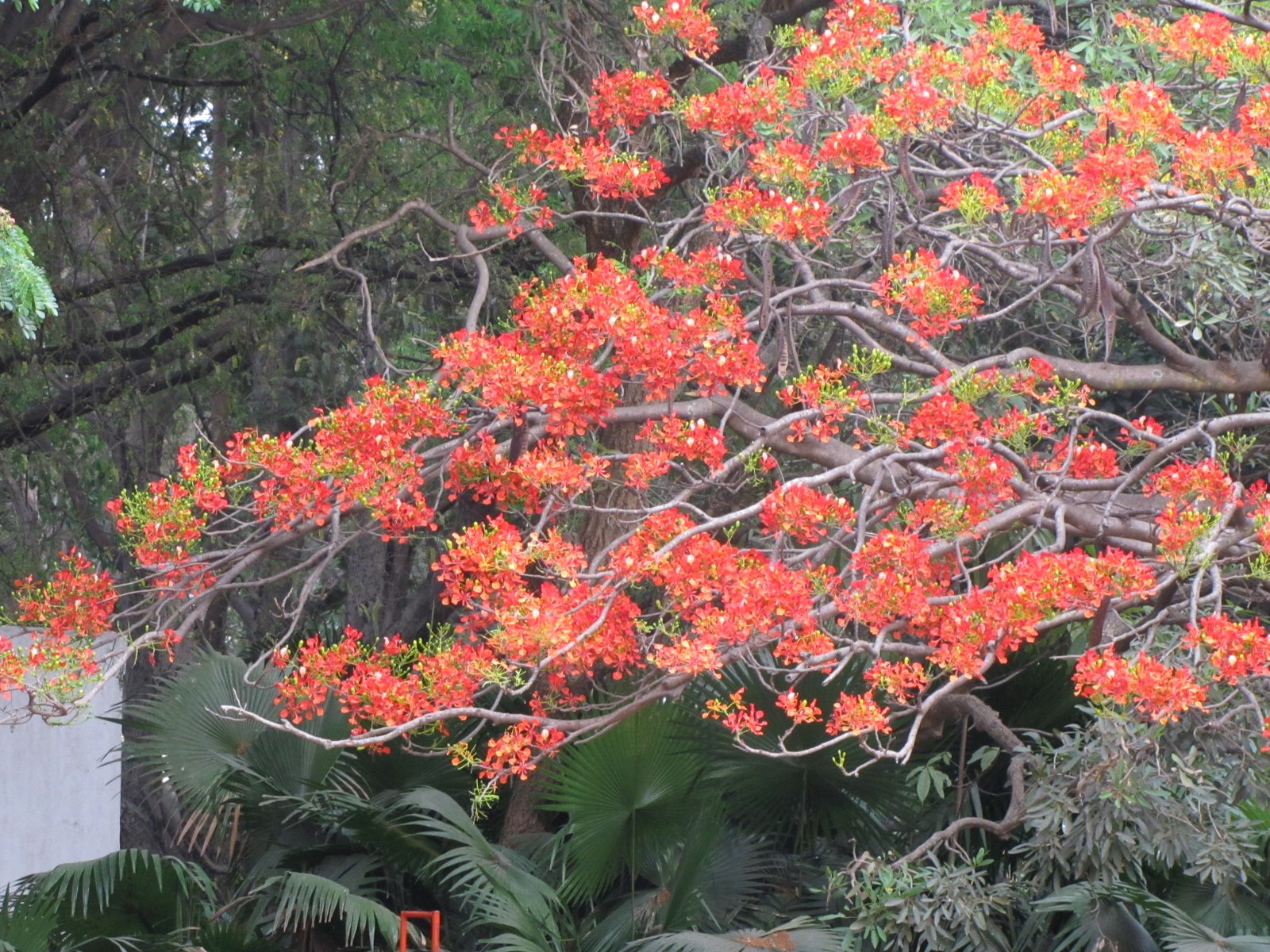 Hallucinations!: The late bloomers