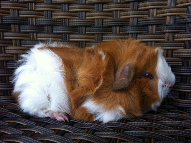 littlefurryones: Sheeba Mini Yak babies - ADOPTED