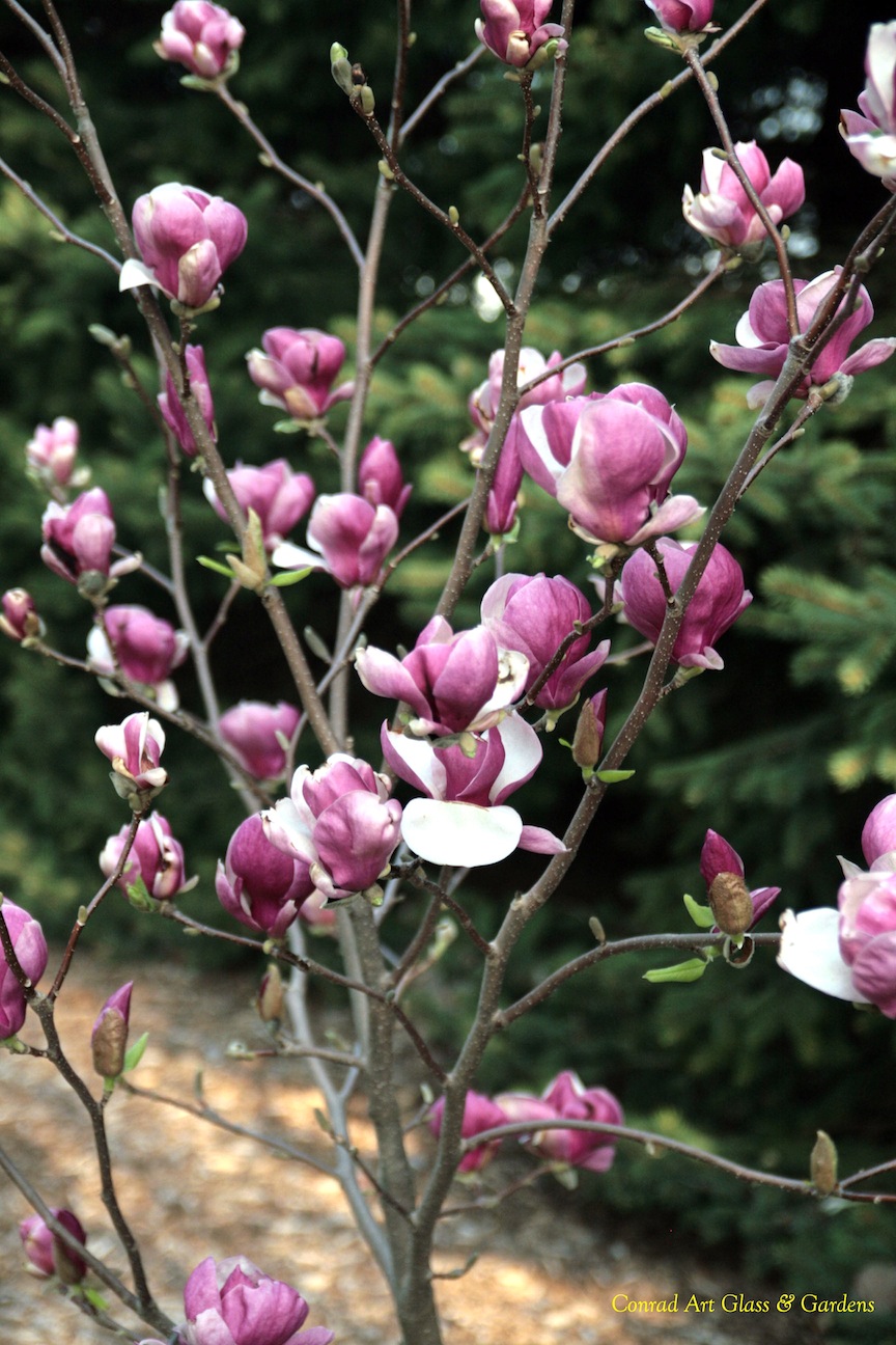 Conrad Art Glass & Gardens: Magnolias