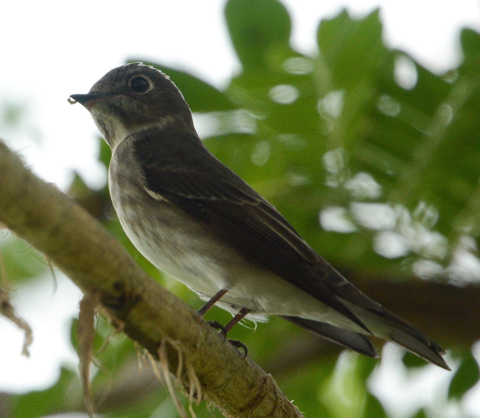 Bangkok City Birding: Chinese Sprawk & Dark-sided Fly
