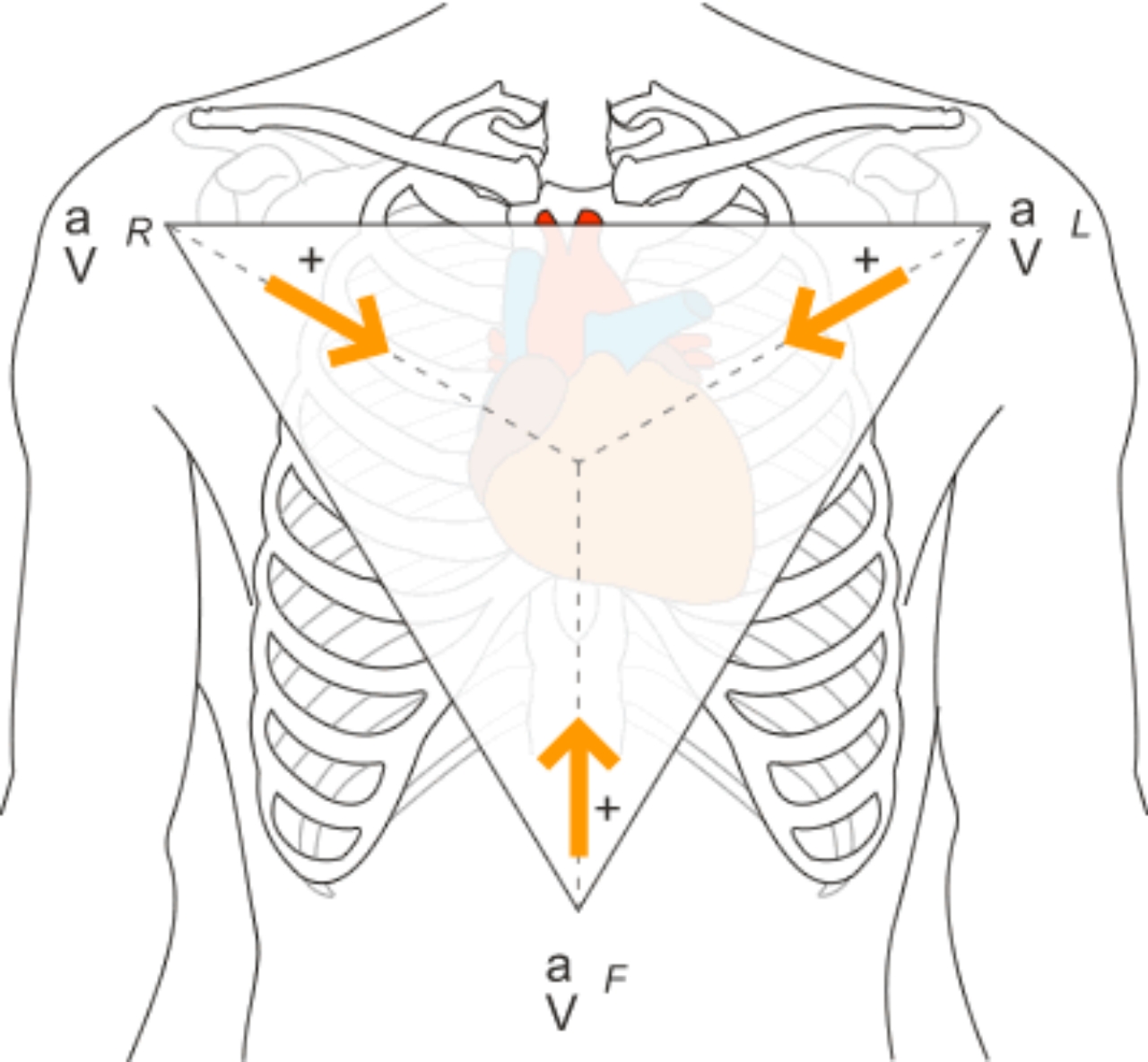Justify the use of vector cardiograph in electrical activity of heart ...