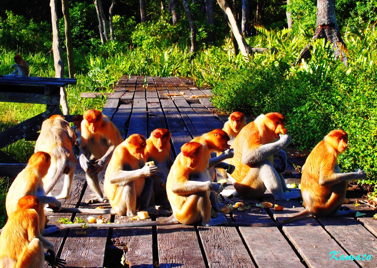 KAMATO: Monyet Belanda