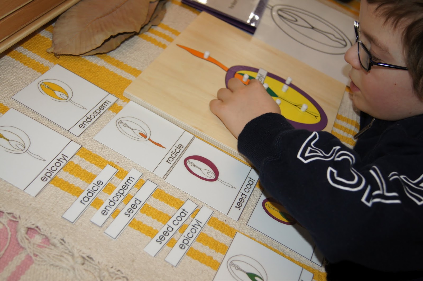 Botany 1 - Montessori Botany Puzzle Cabinet Work - "Making Montessori Ours"