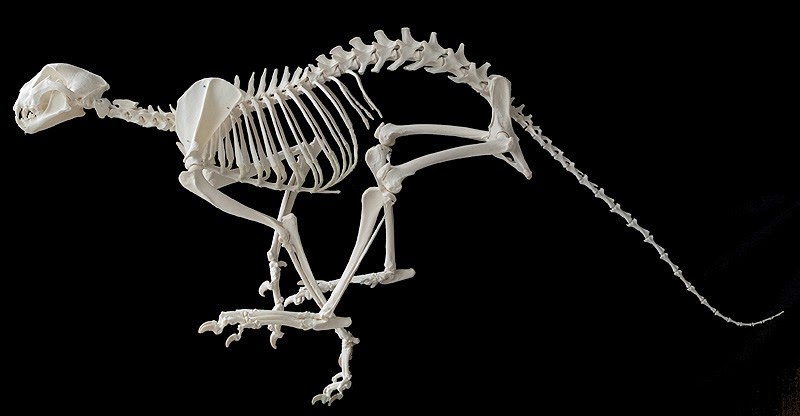 SNELSTE DIER: skelet van cheetah