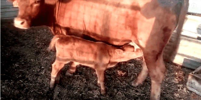 The Red Heifer