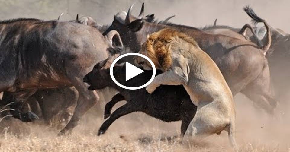 Animal Fights Wild Animal Attacks Craziest Lions