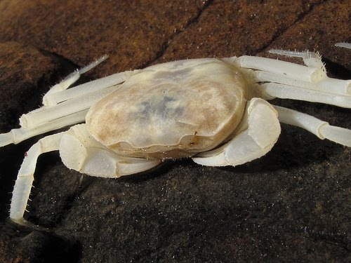 Celebrating Singapore's BioDiversity!: Have a Crabby National Day!