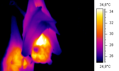 Save the James Webb Space Telescope: The NIRCam Instrument