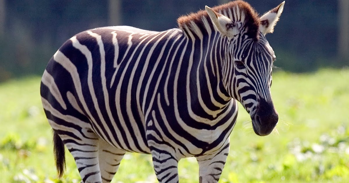 Dube / Dhuve Totem - what they represent