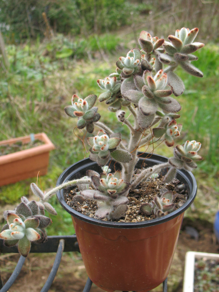 Kalanchoe tomentosa - Panda plant care and culture | Travaldo's blog